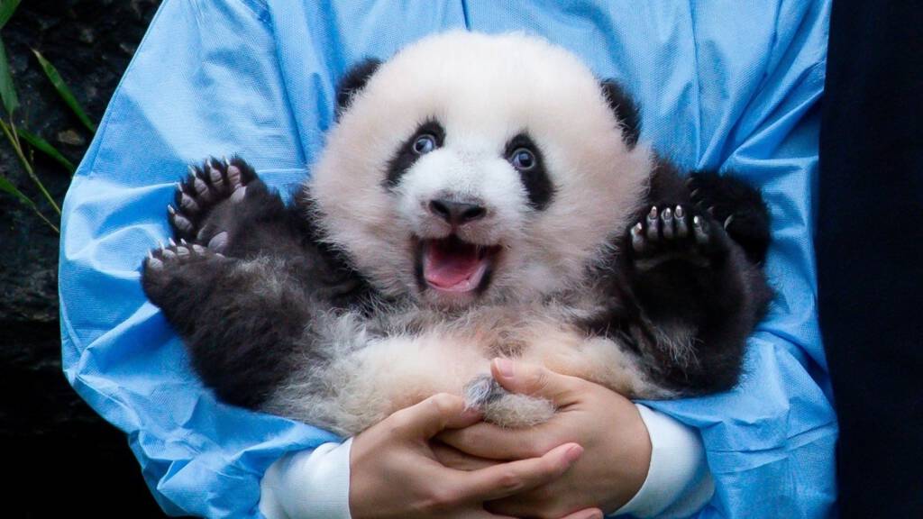 Panda-tweeling uit België heeft namen