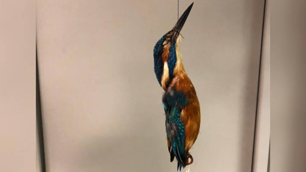 Dode vogel die vastzat in ijs straks weer te zien in Rotterdams museum