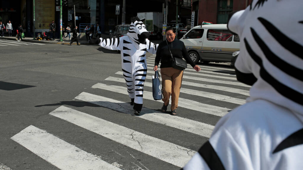 Zebra's helpen met oversteken op zebrapad