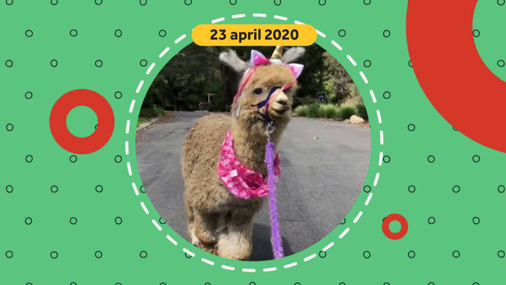 Middag-update: opvrolijkende alpaca's en een mondkapjes-drone