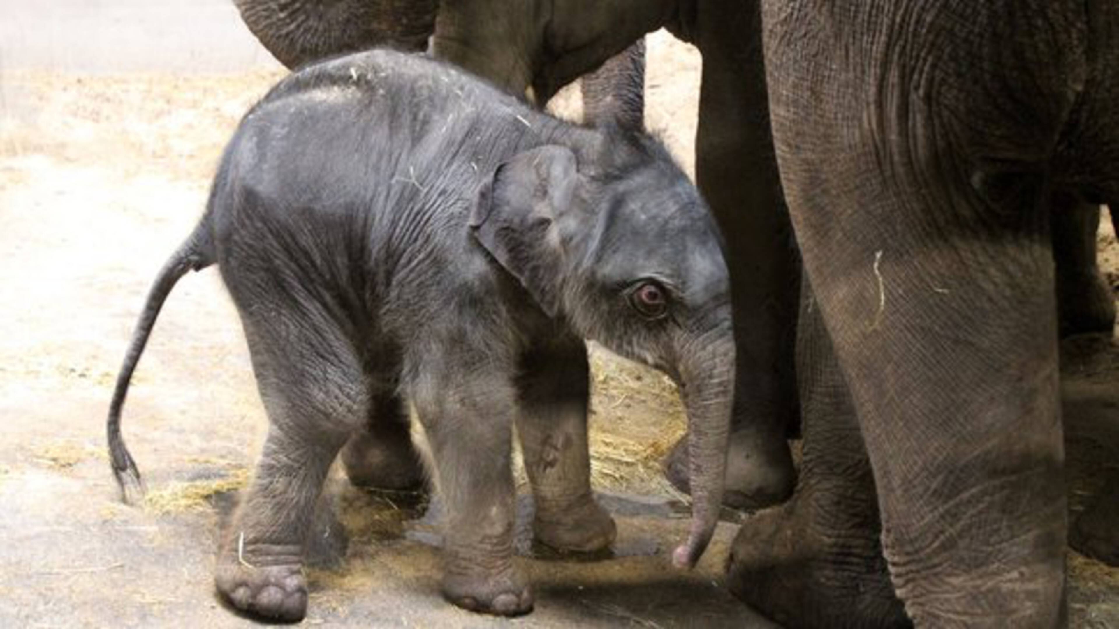Olifant Die Bevalt Twee Jaar Na Dood Van Olifantje Binti Hoopt