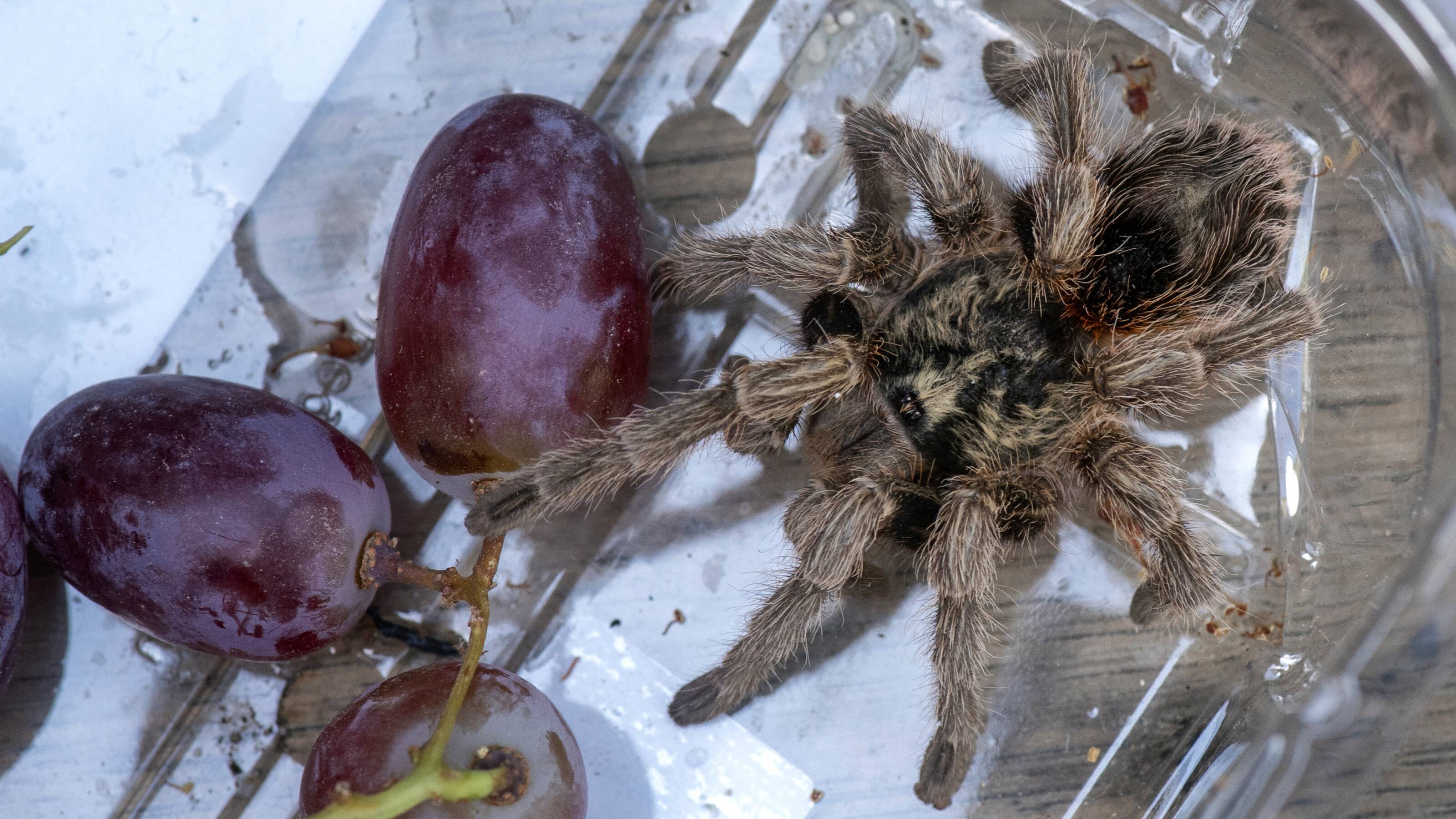 Man schrikt van vogelspin in bakje AH-druiven | NOS