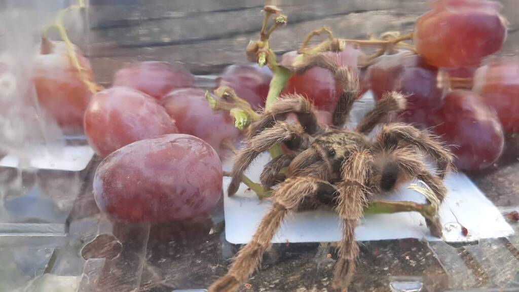 Man vindt vogelspin in bakje druiven