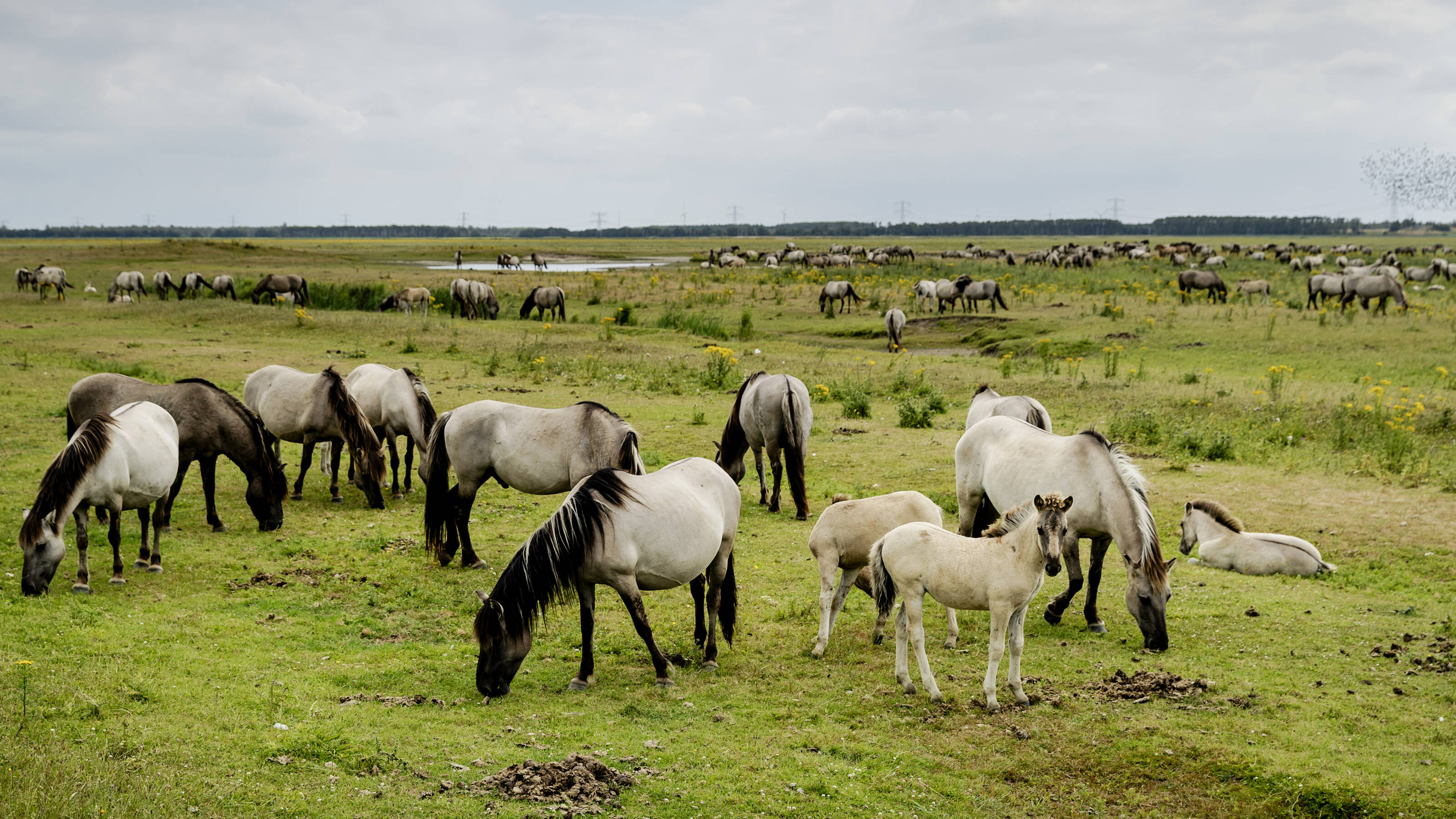 Voortaan maximaal 1100 herten, runderen en paarden in de ...