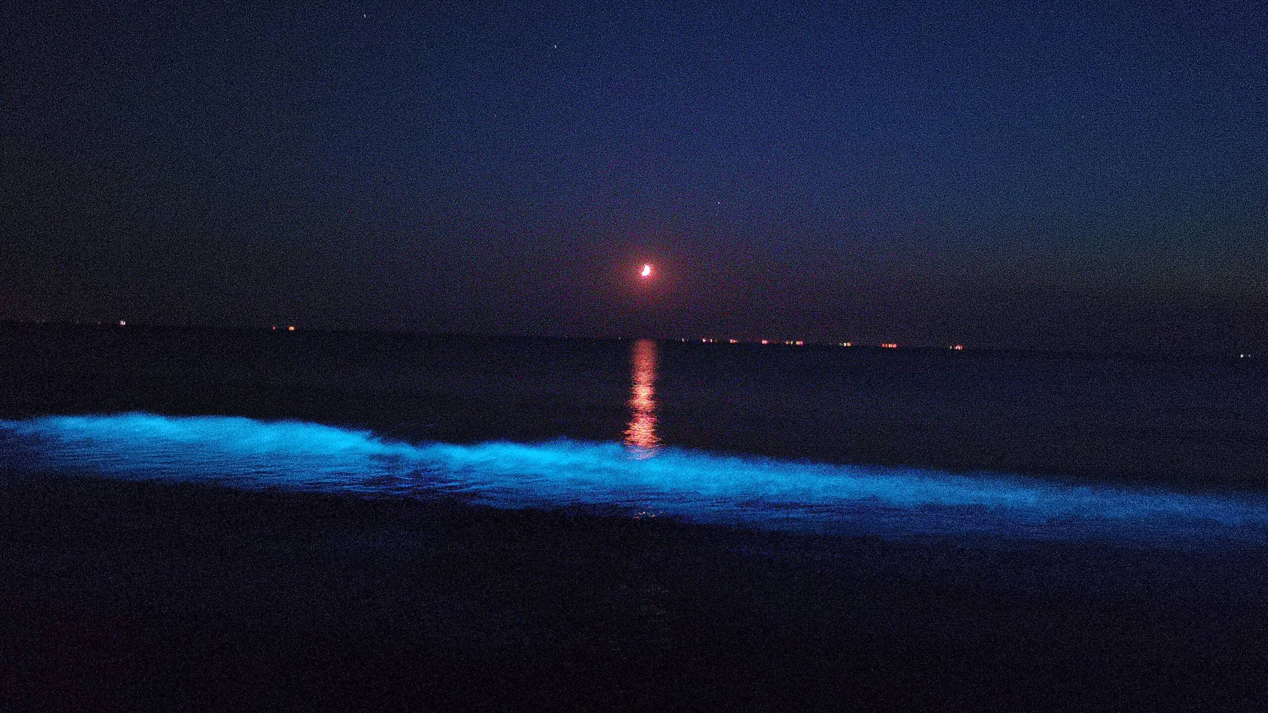Zeldzaam natuurverschijnsel zeevonk wordt steeds minder zeldzaam | NOS
