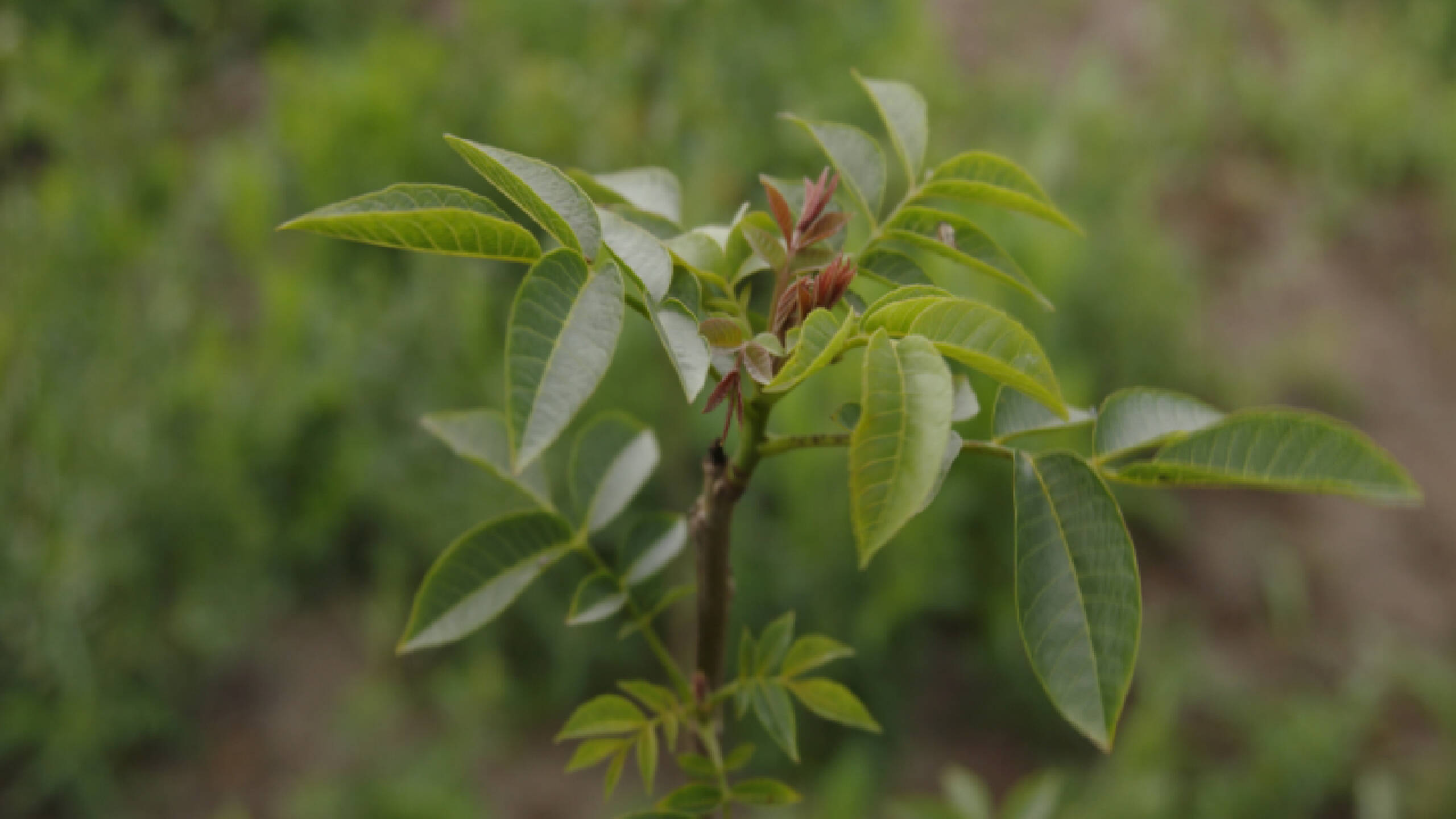 nederland-heeft-er-1-6-miljoen-bomen-bij-en-dat-is-nog-maar-het-begin