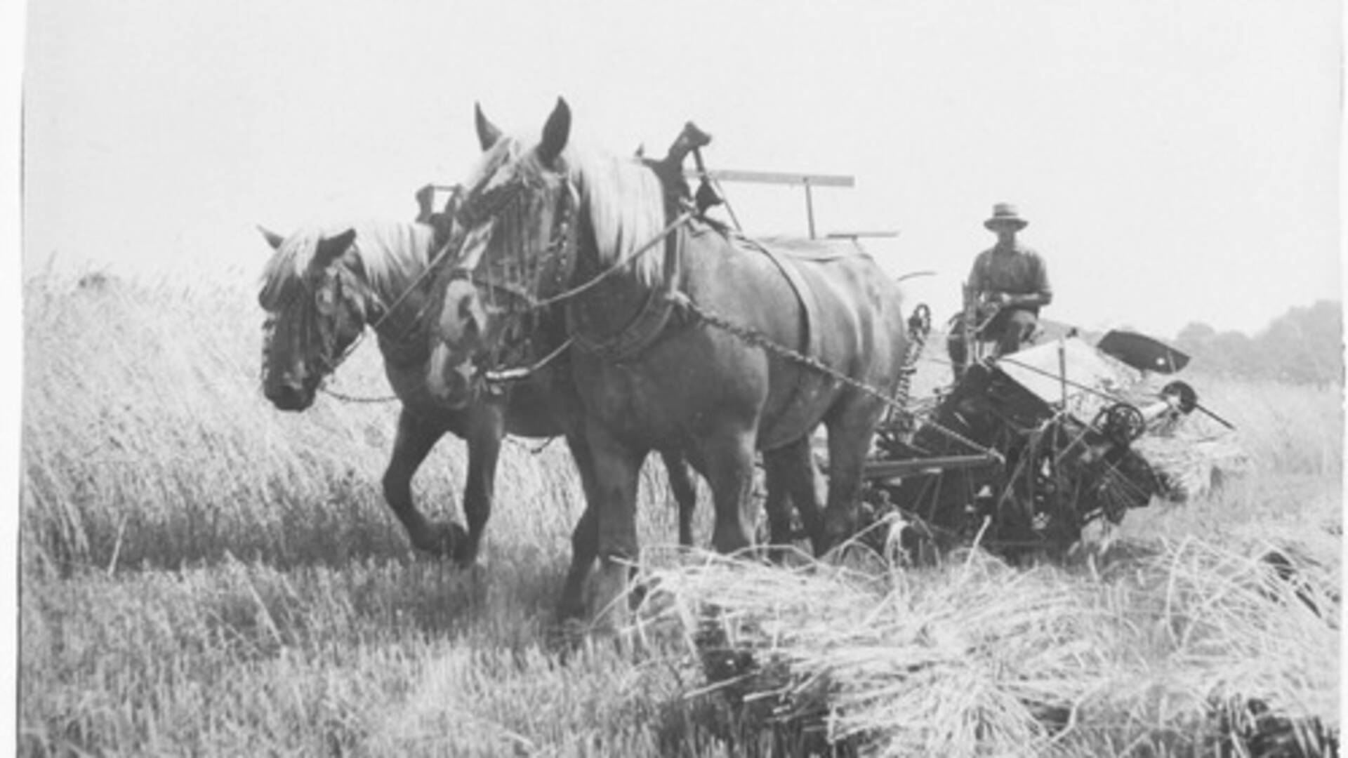 het bevrijdingsjaar | Mislukte oogst dreigt: 'koren verkleurt al' | NOS
