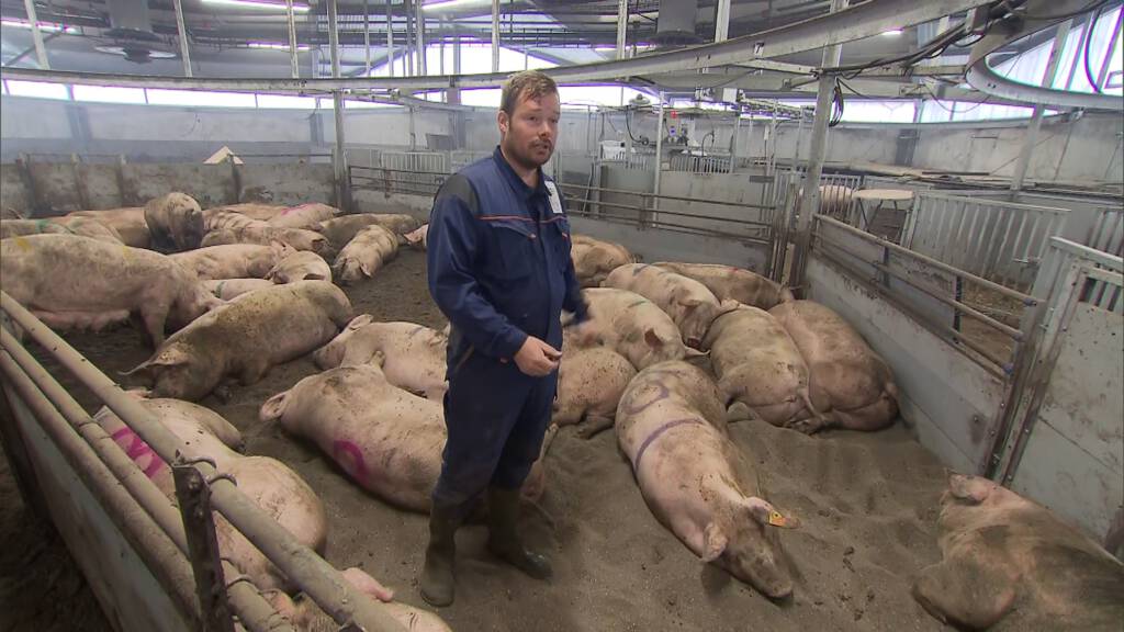 Eerste vlees van experimentele varkenshouderij na vijf jaar op de markt