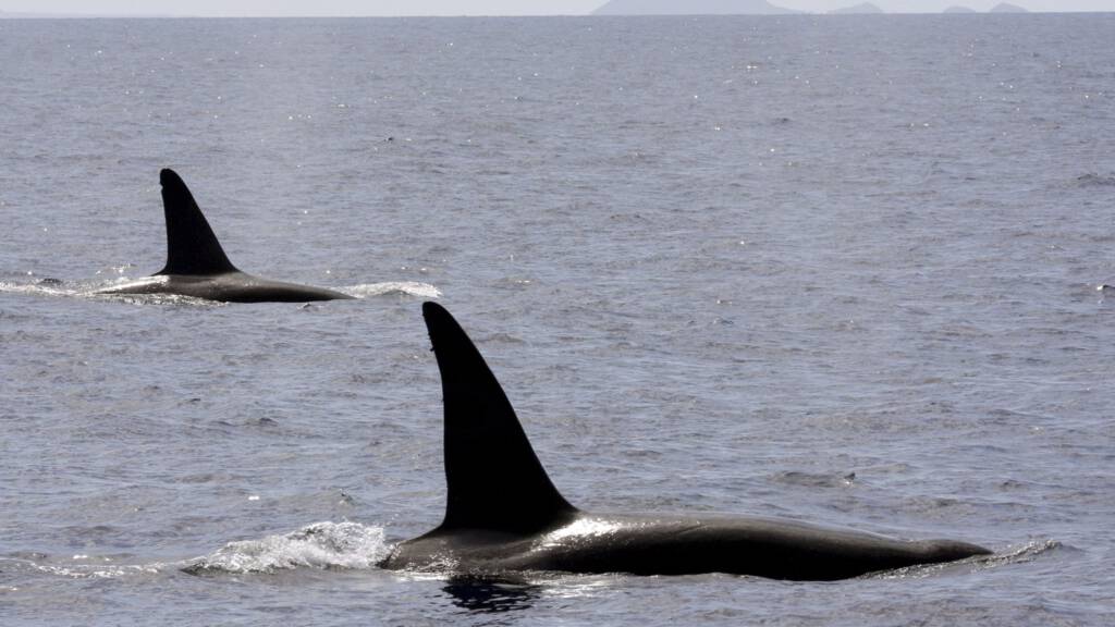 Orka's rammen zeilboten voor Spaanse en Portugese kust: 'Hij breekt het ...