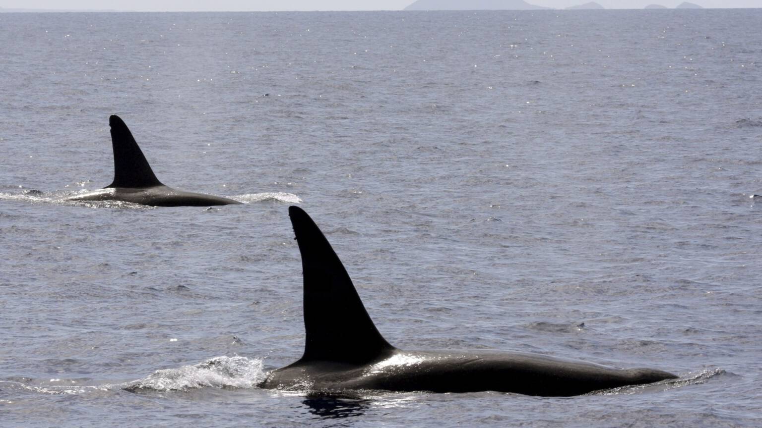 'Agressieve' orka's die zeilboten aanvielen, wilden vermoedelijk gewoon ...