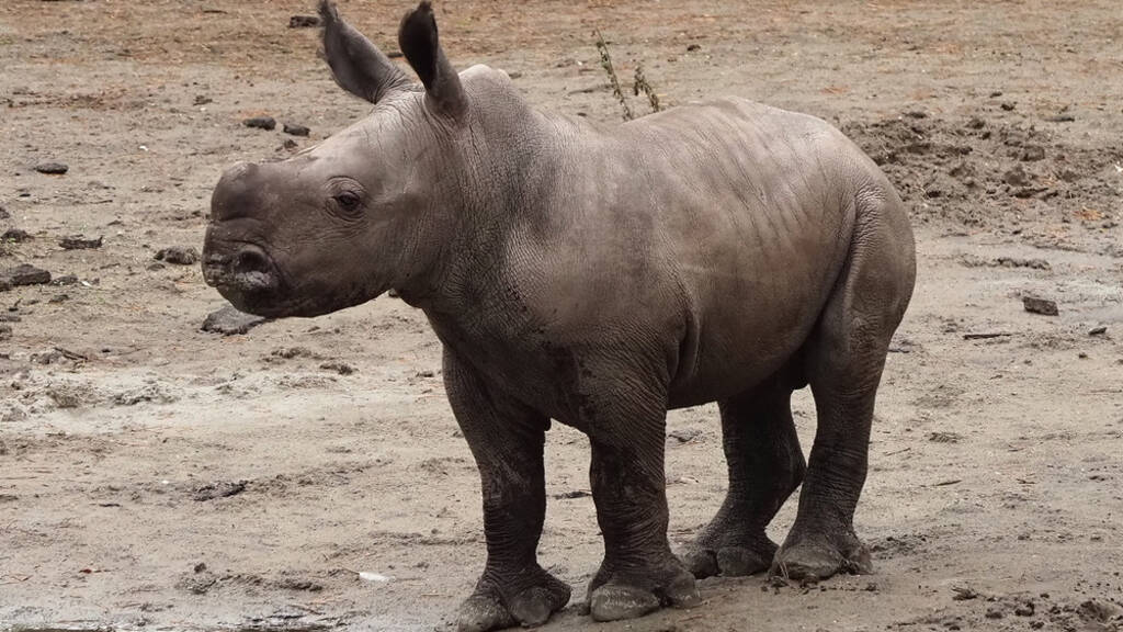 Jonge neushoorn Ravy voor eerst naar buiten