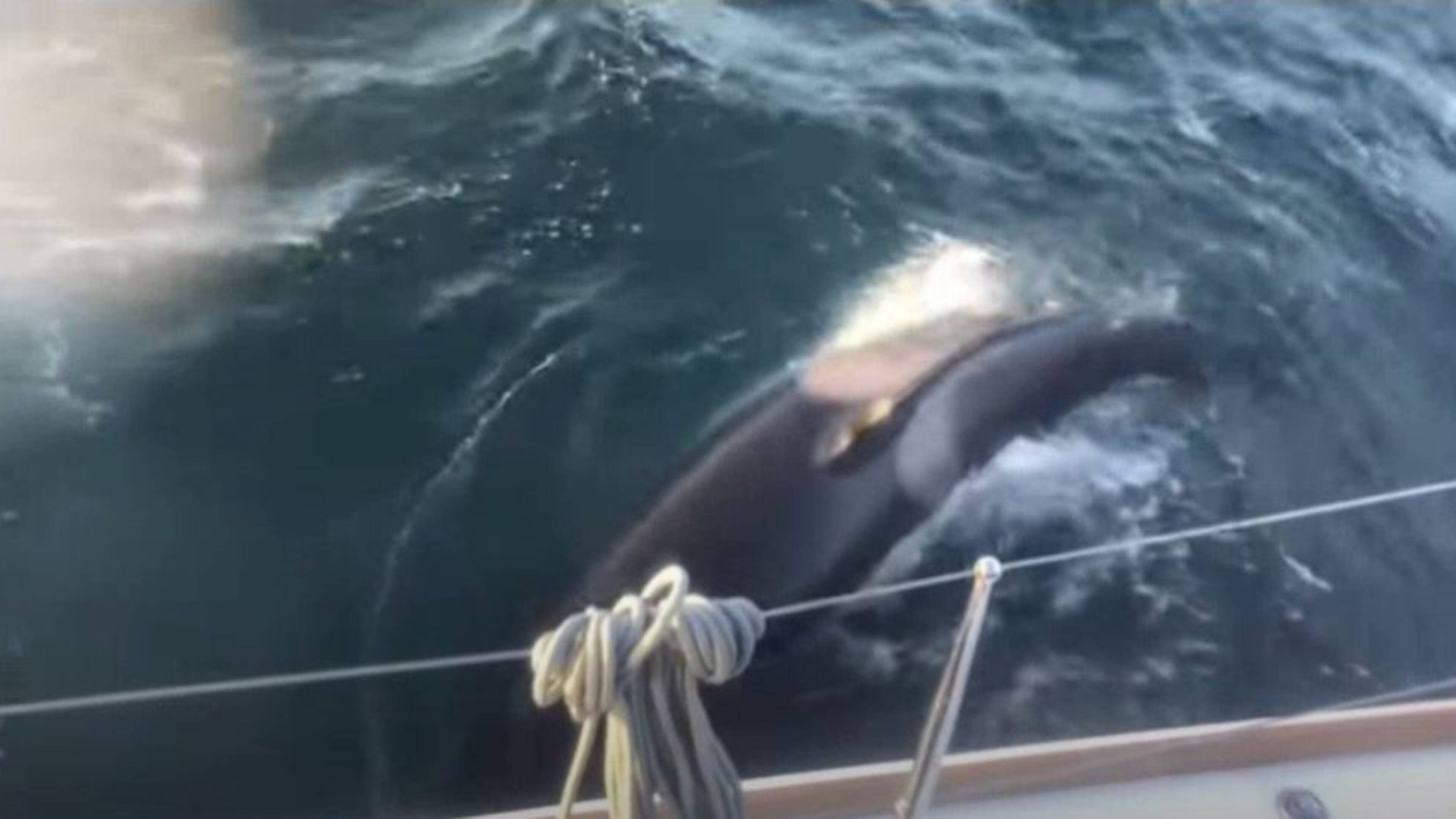 'Agressieve' orka's die zeilboten aanvielen, wilden vermoedelijk gewoon ...