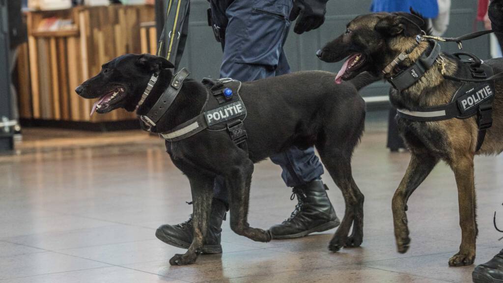 Onderzoekers: 'Er zijn meer regels nodig voor politiehonden'