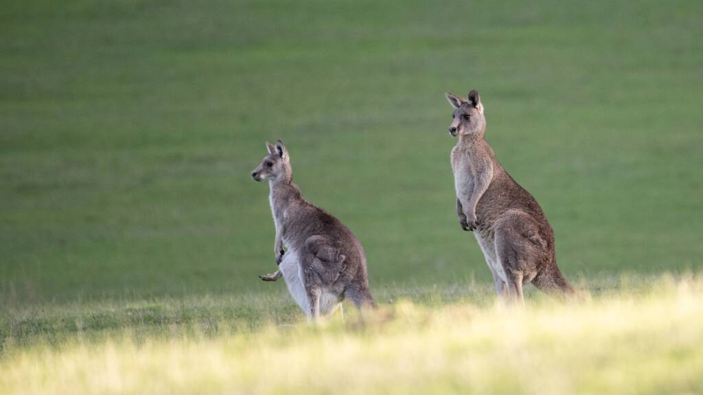 'Kangoeroes kunnen mensen om hulp vragen'