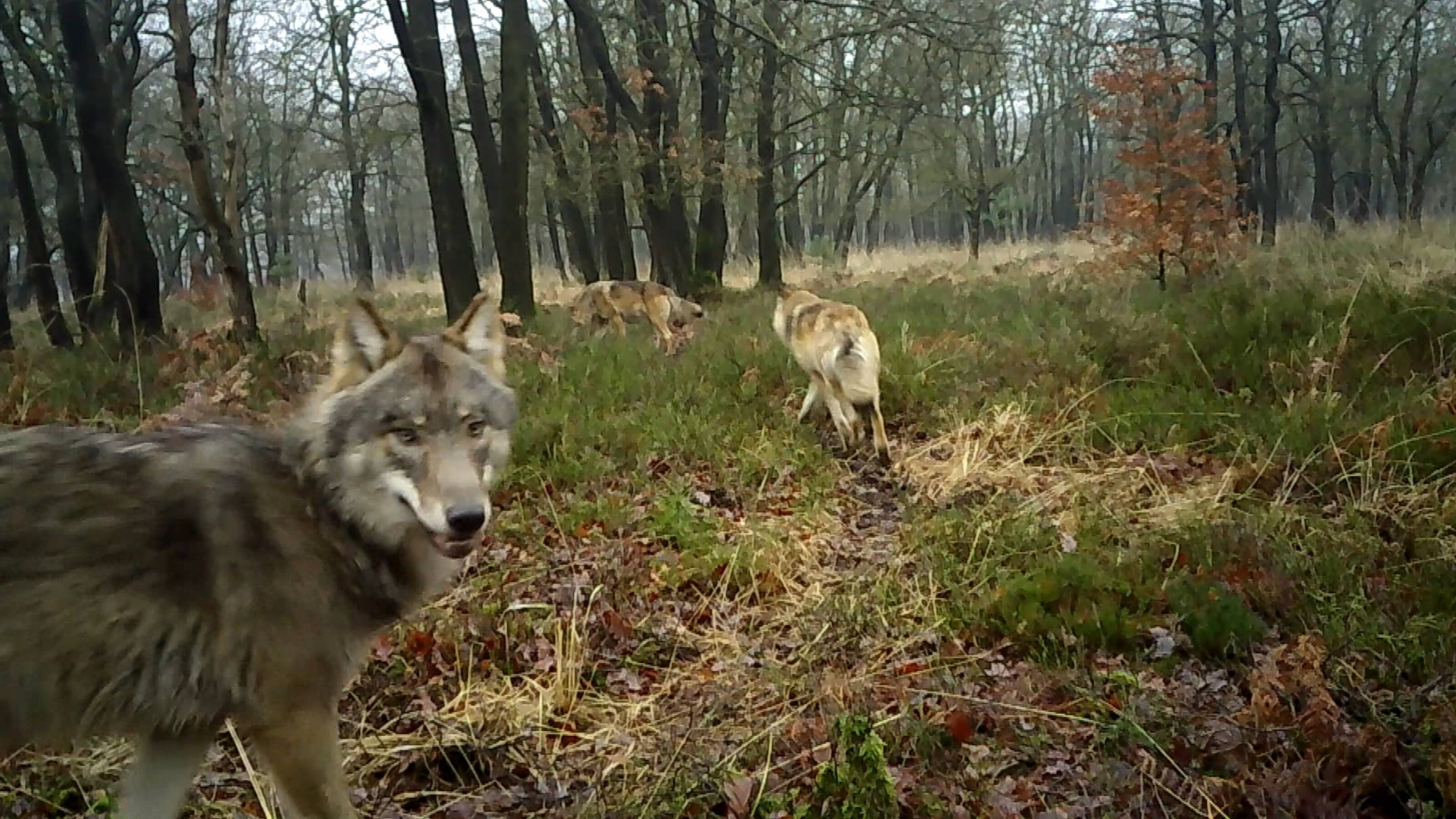 Wolvin doodgereden tussen Arnhem en Ede | NOS