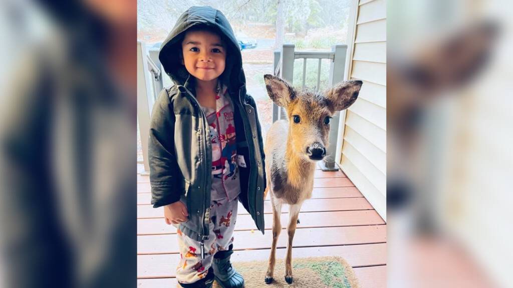 Jongetje verschijnt met baby-hert op de stoep