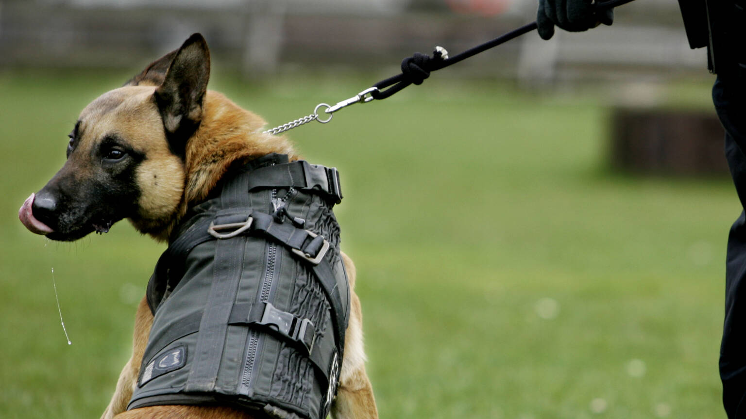 'Politiehonden worden nog steeds mishandeld' | NOS