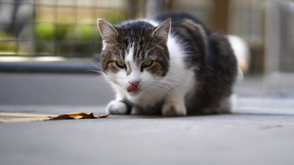 Kat Larry viert dat hij al tien jaar voor de Britse premier 'werkt'