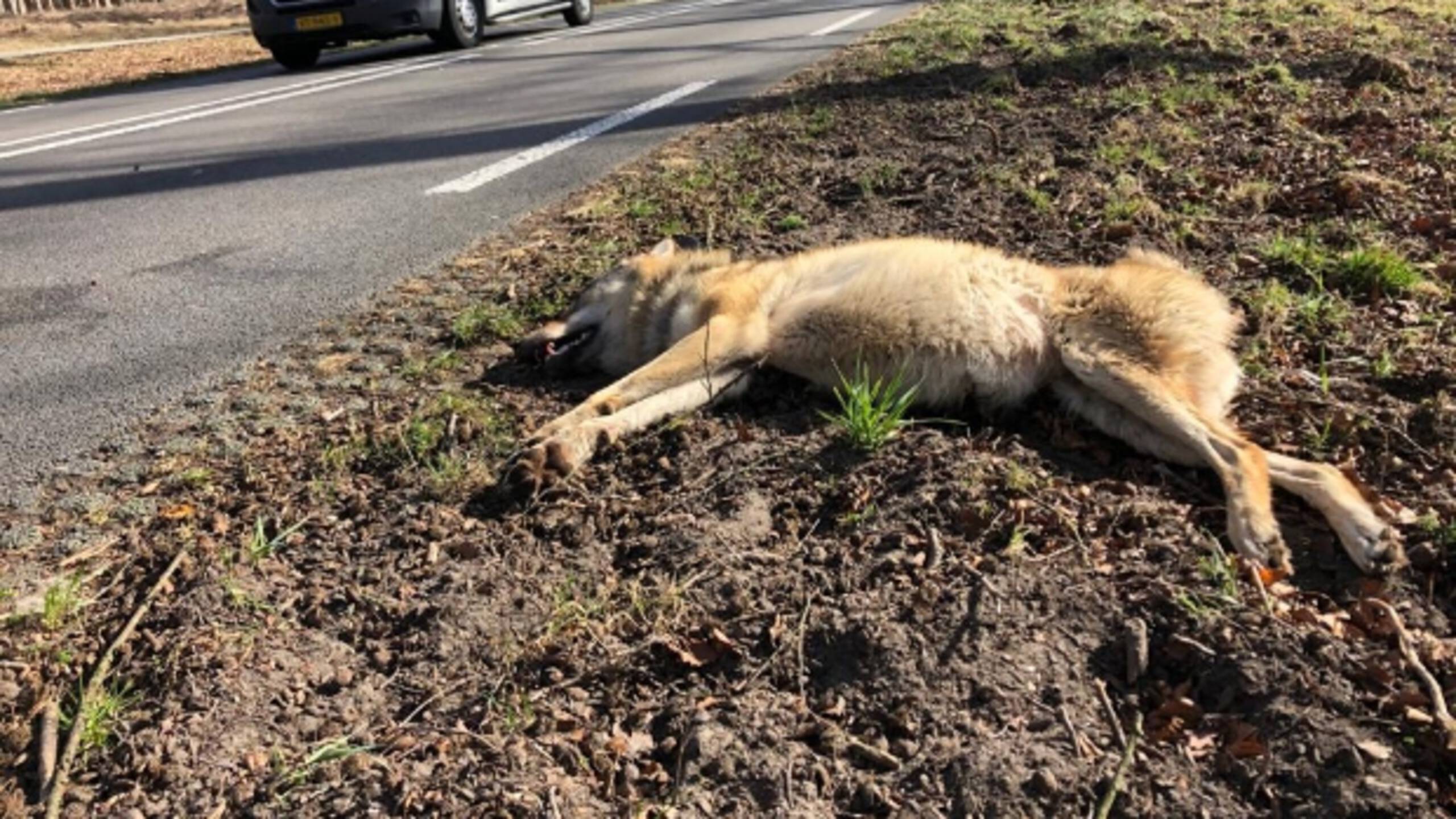 Wolf doodt wilde schapen op de Hoge Veluwe | NOS