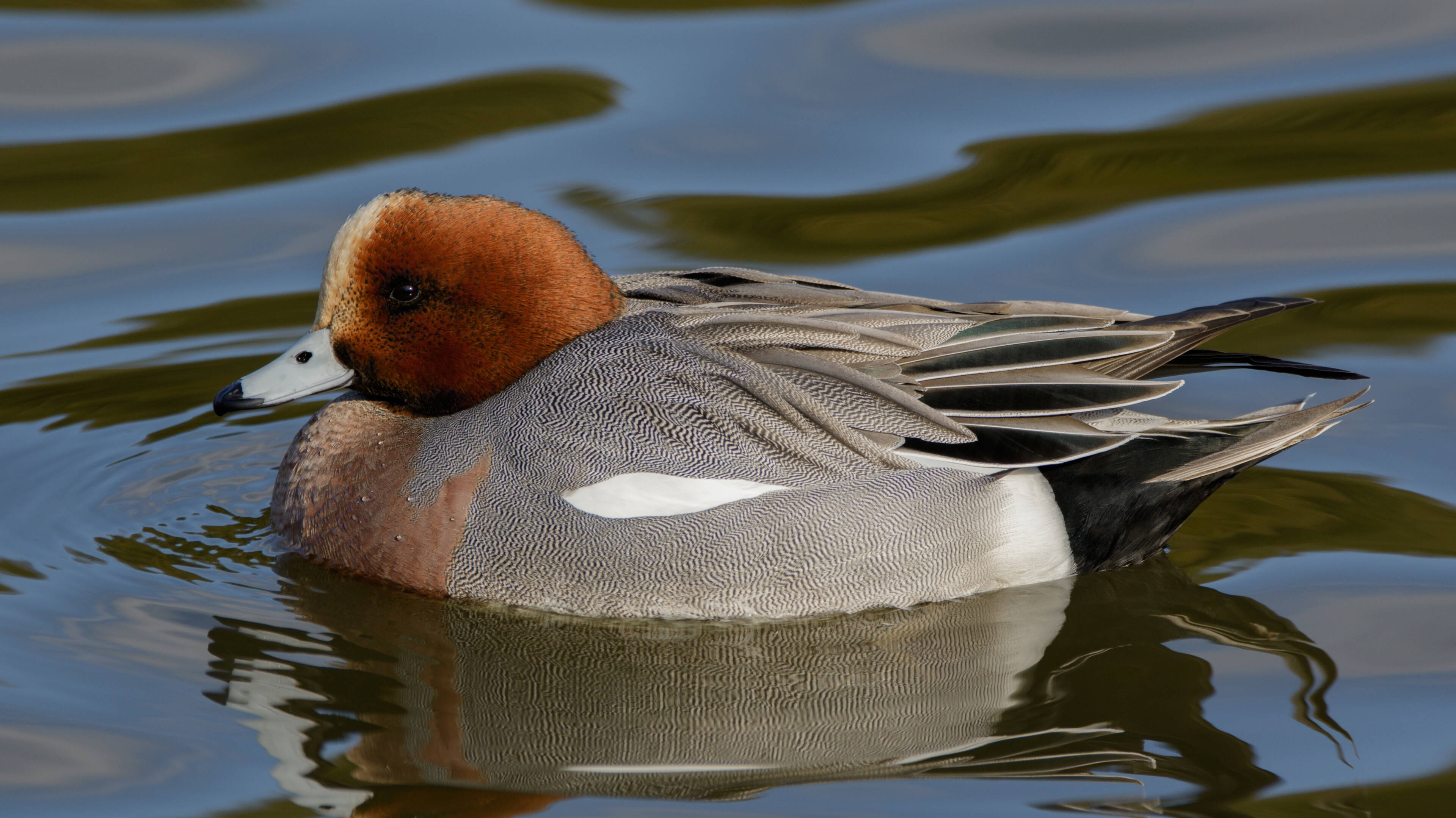 Eendensoorten In Nederland
