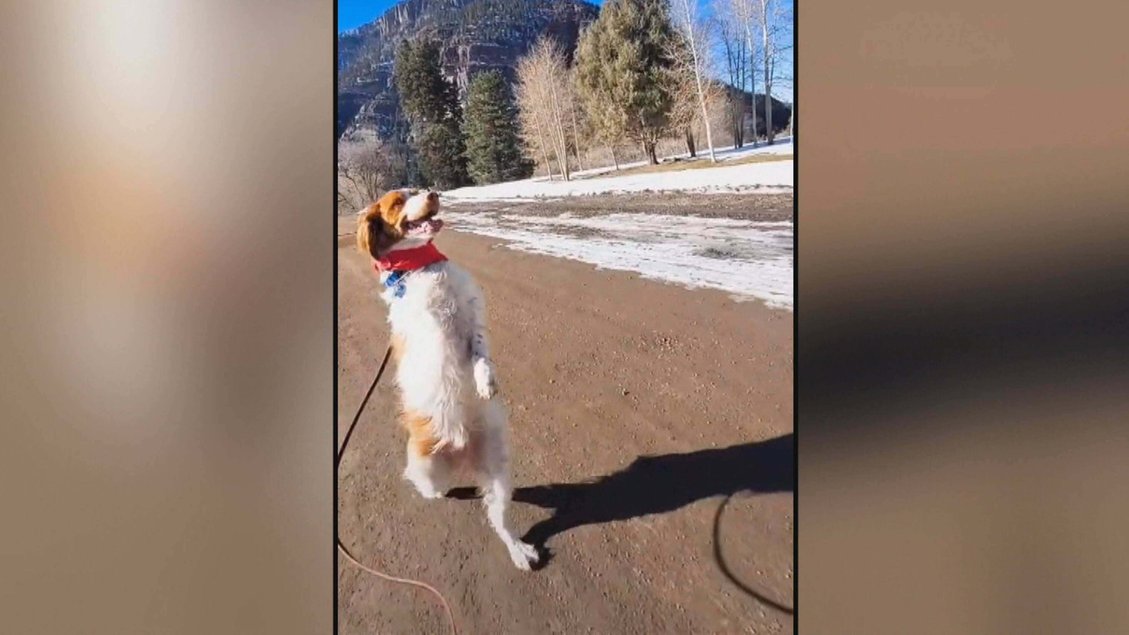 Hond Loopt Op Twee Benen Heupdysplasie Bij Honden | Symptomen,