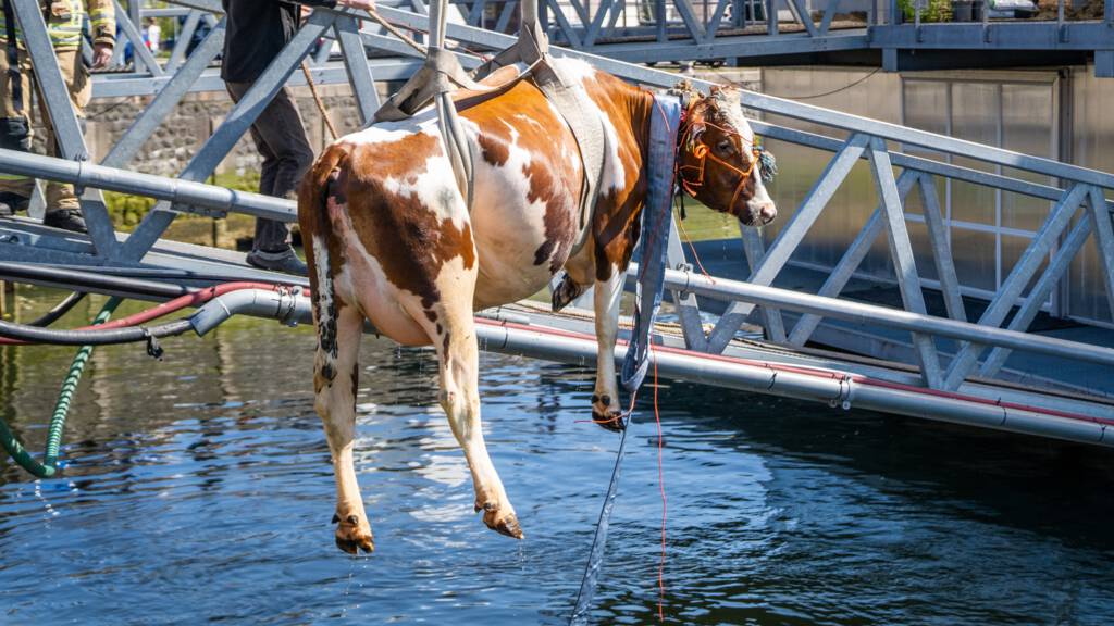 Koe gered uit Rotterdamse haven