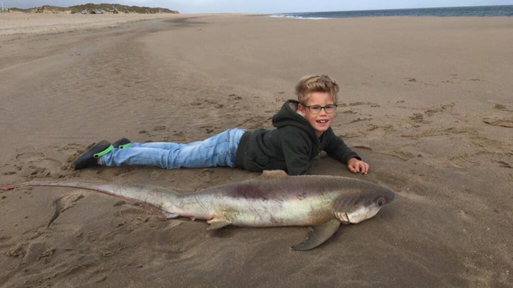 Zeldzame voshaai aangespoeld in Ouddorp