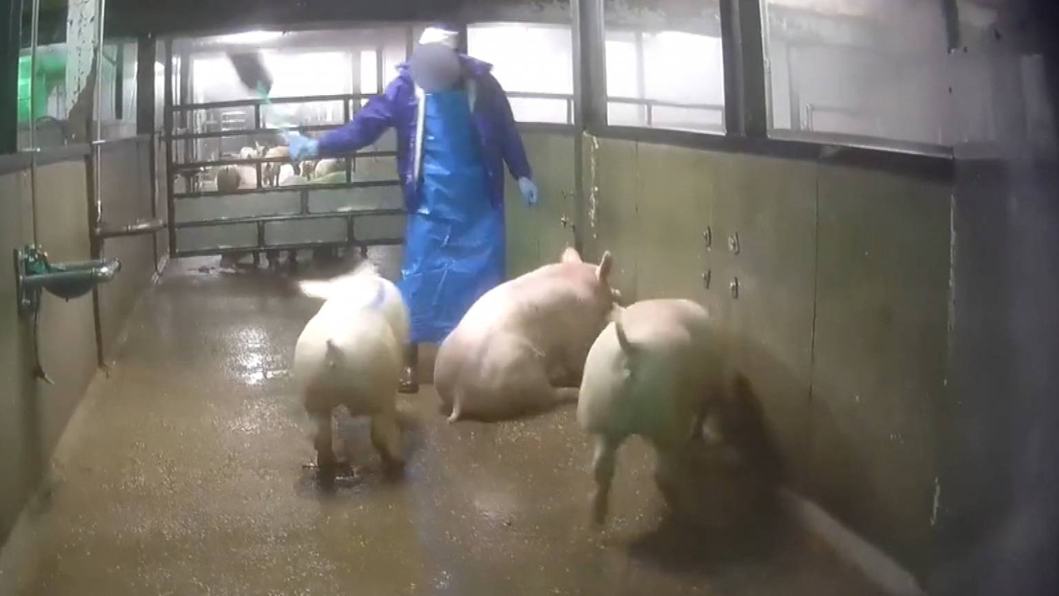 Undercoverbeelden: varkens en koeien geslagen in slachthuis Epe | NOS