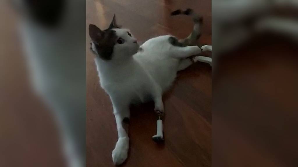 Deze kat heeft drie nieuwe pootjes