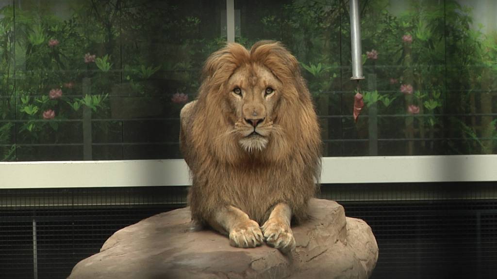 Van welp in het weiland naar dwarse puber: dit is Remy de leeuw