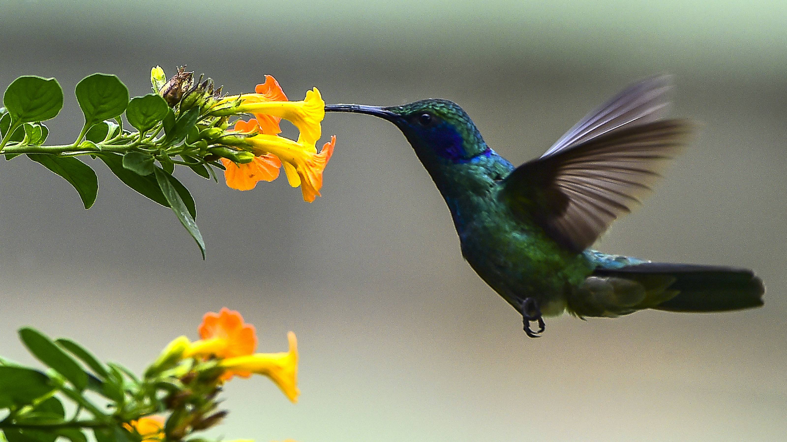 'Kolibrie-vrouwtjes vermommen zich als man om met rust gelaten te ...