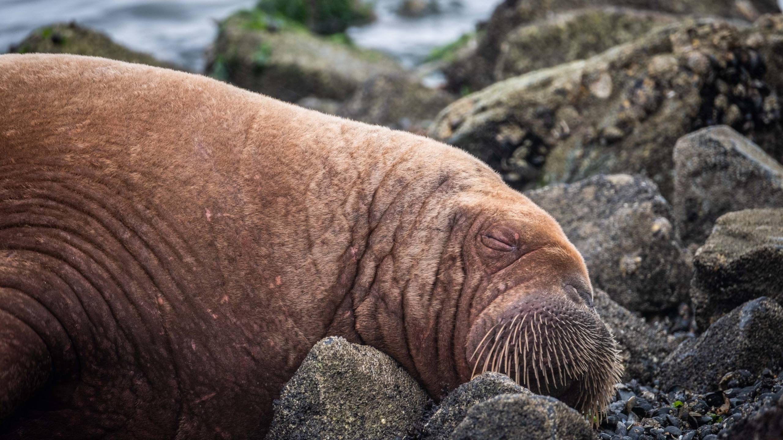 Walrus rust uit op (Walrus)onderzeeër in Den Helder | NOS