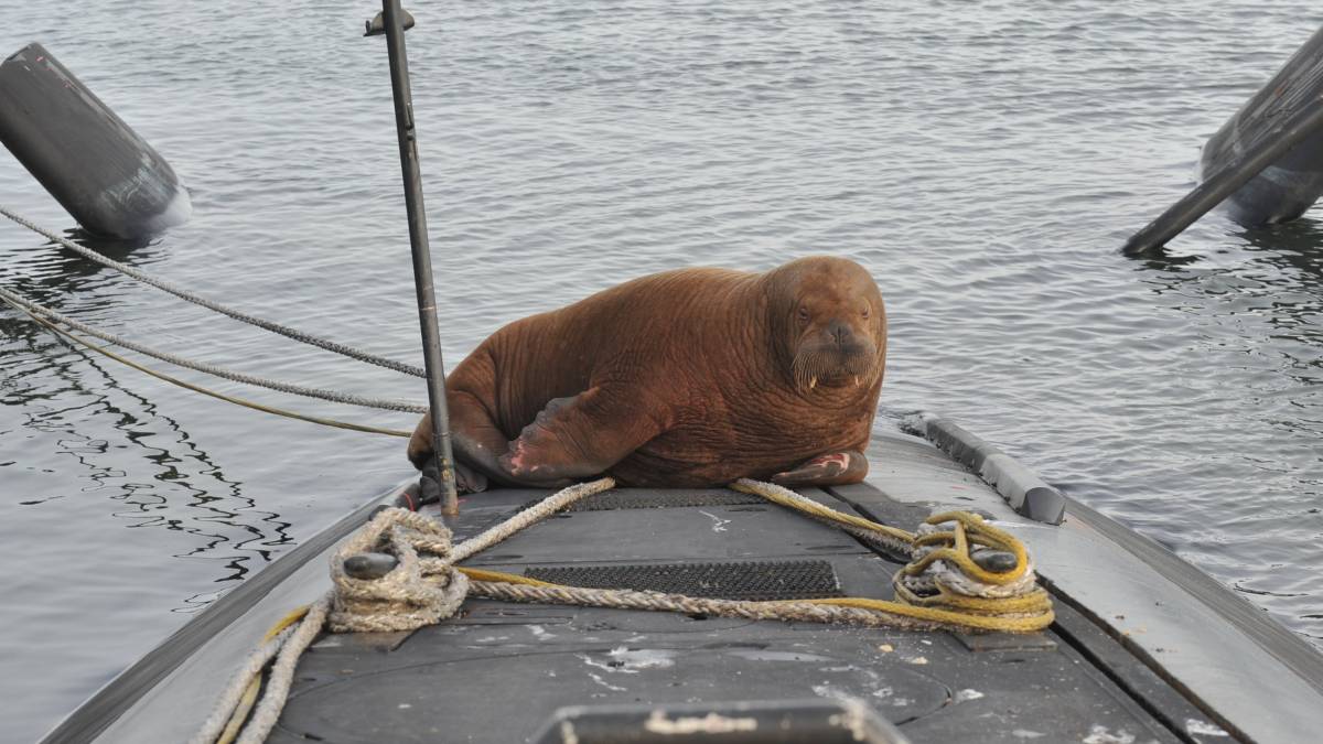 Walrus rust uit op (Walrus)onderzeeër in Den Helder