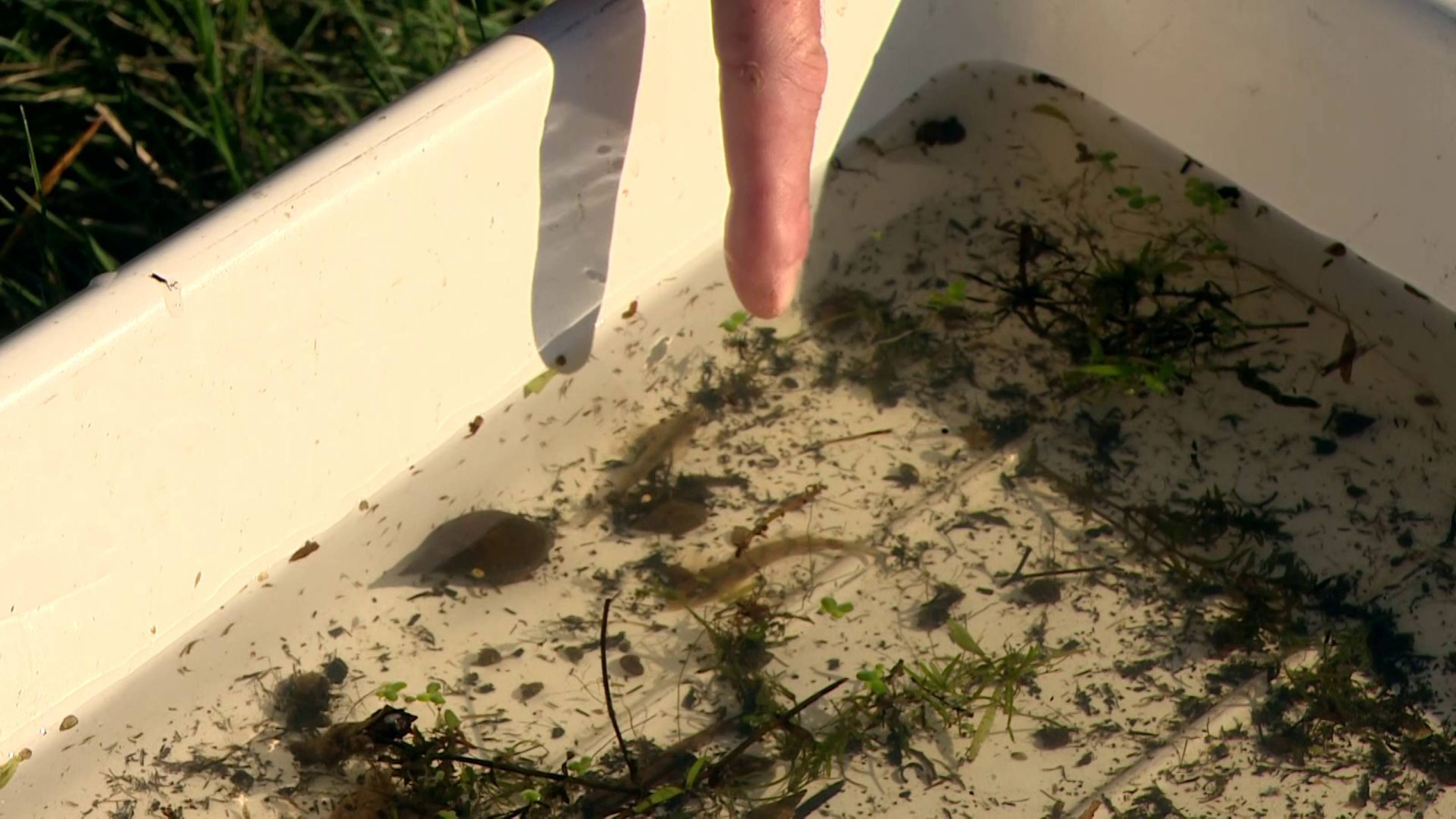 Meer planten en waterbeestjes in Flevoland dankzij duurzame oevers | NOS