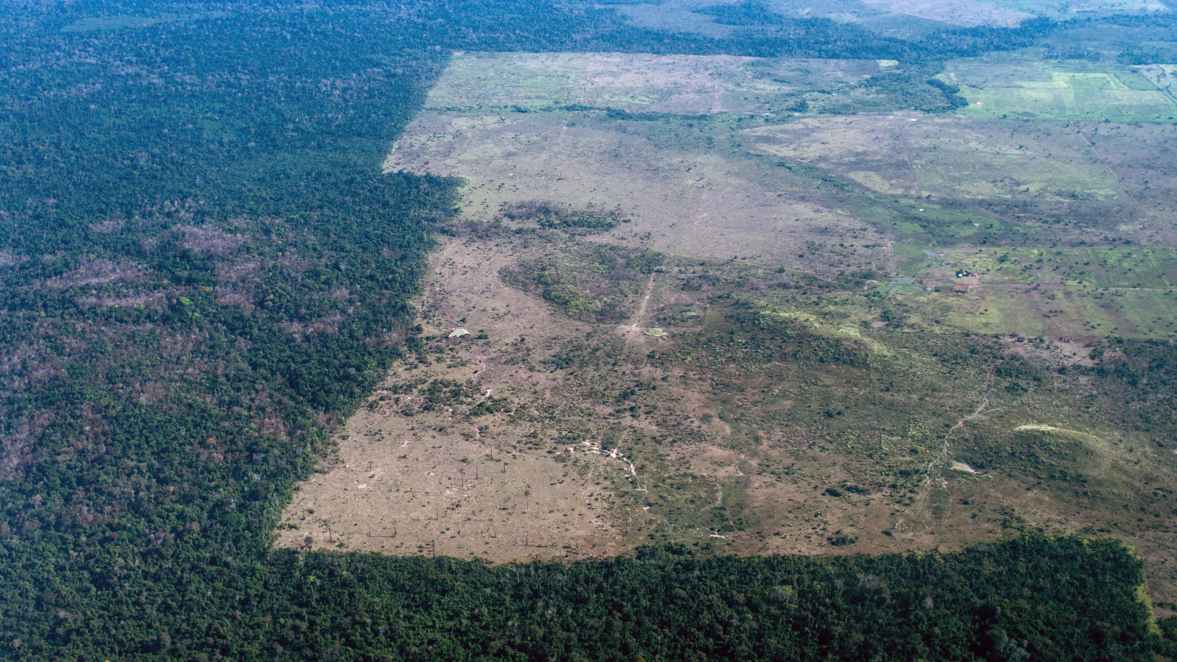 Ontbossing Amazone op hoogste niveau in 15 jaar | NOS