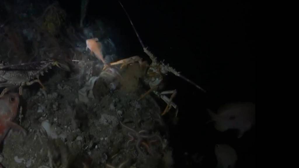 Vis met 'handen' voor het eerst in 22 jaar gezien