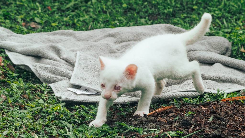 Deze albino-kat zal nooit in het wild leven