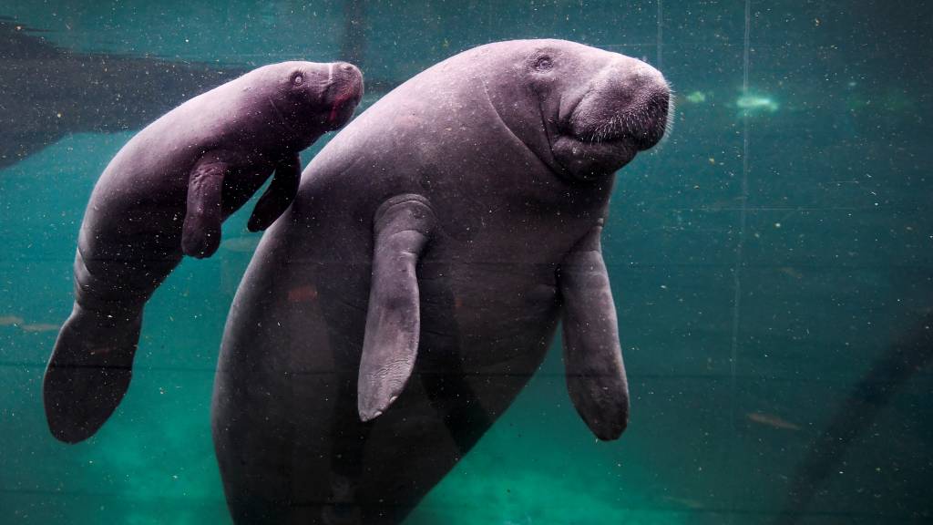 Schattig: Zeekoe geboren in dierentuin