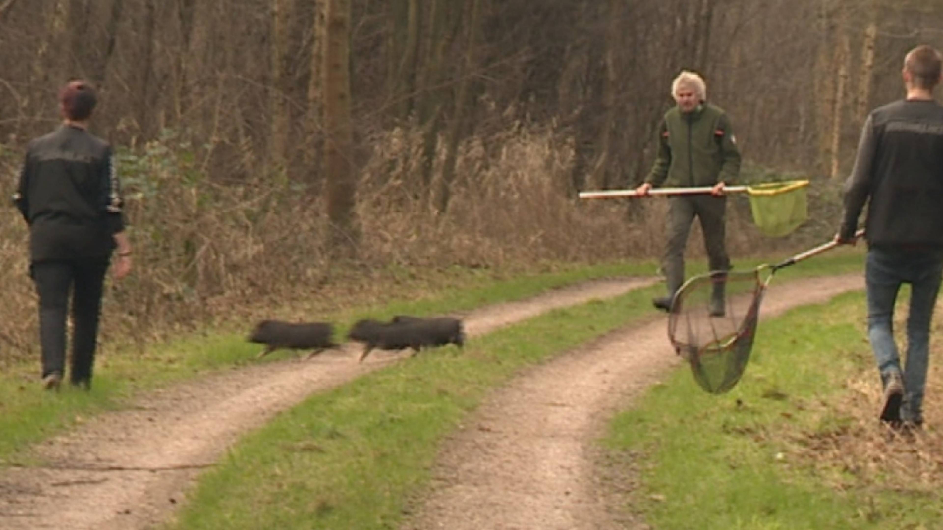 Hangbuikzwijntjes Flevoland na dagenlange zoektocht gevangen | NOS