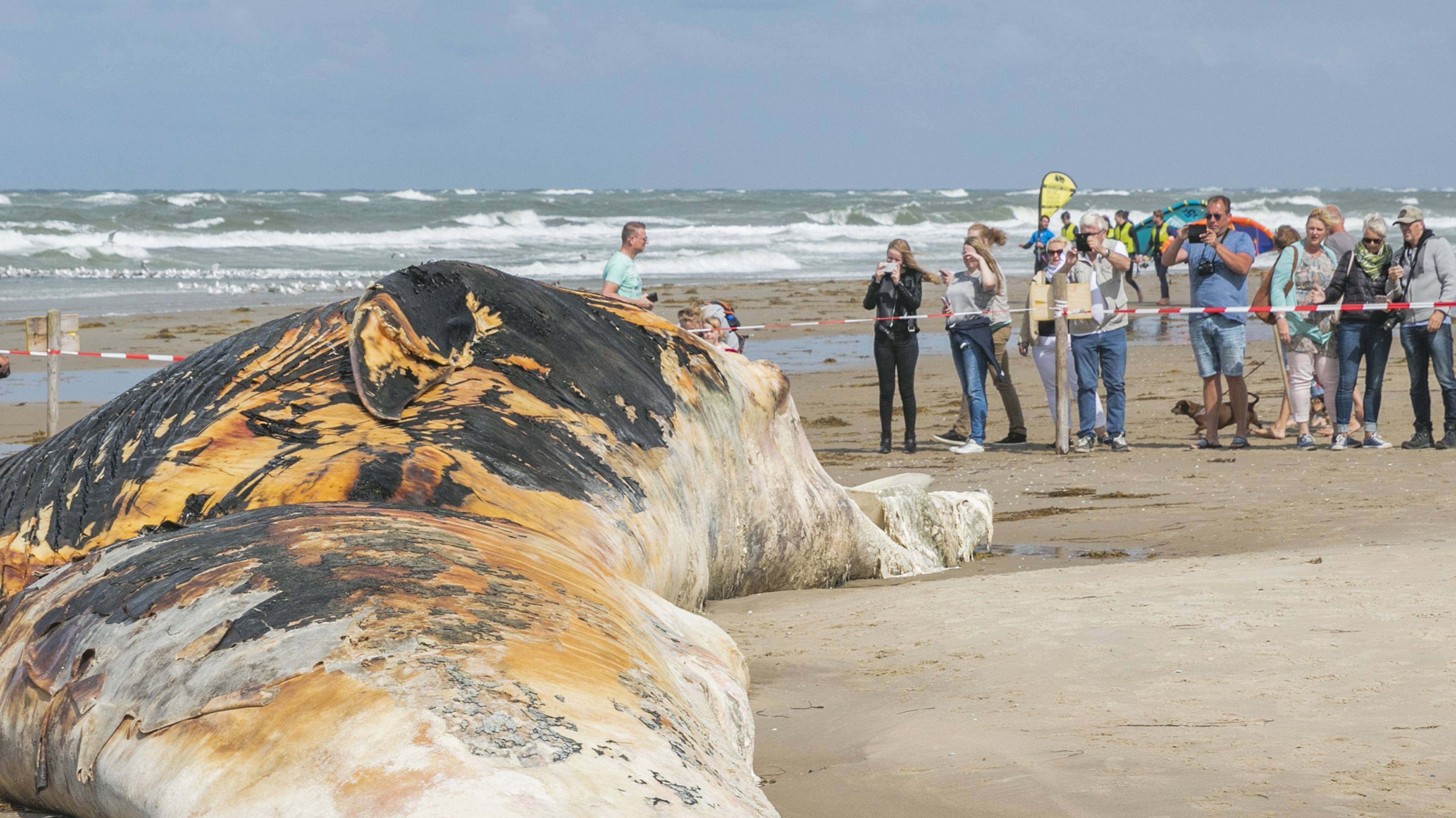 Vinvis die in 2017 op Texel strandde is grootste dier op Nederlandse ...