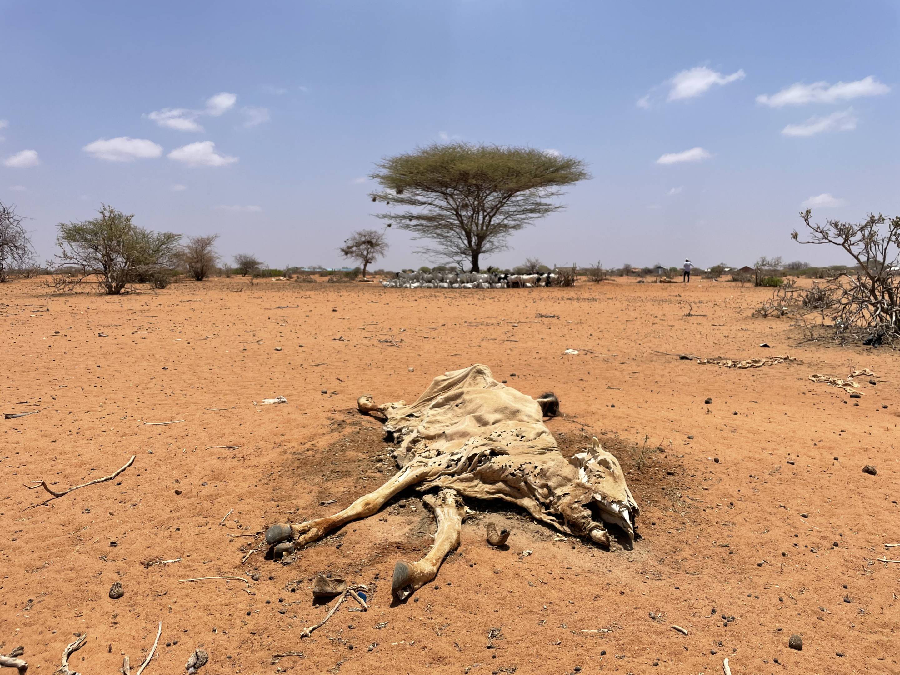 Hongersnood In Afrika Kaart