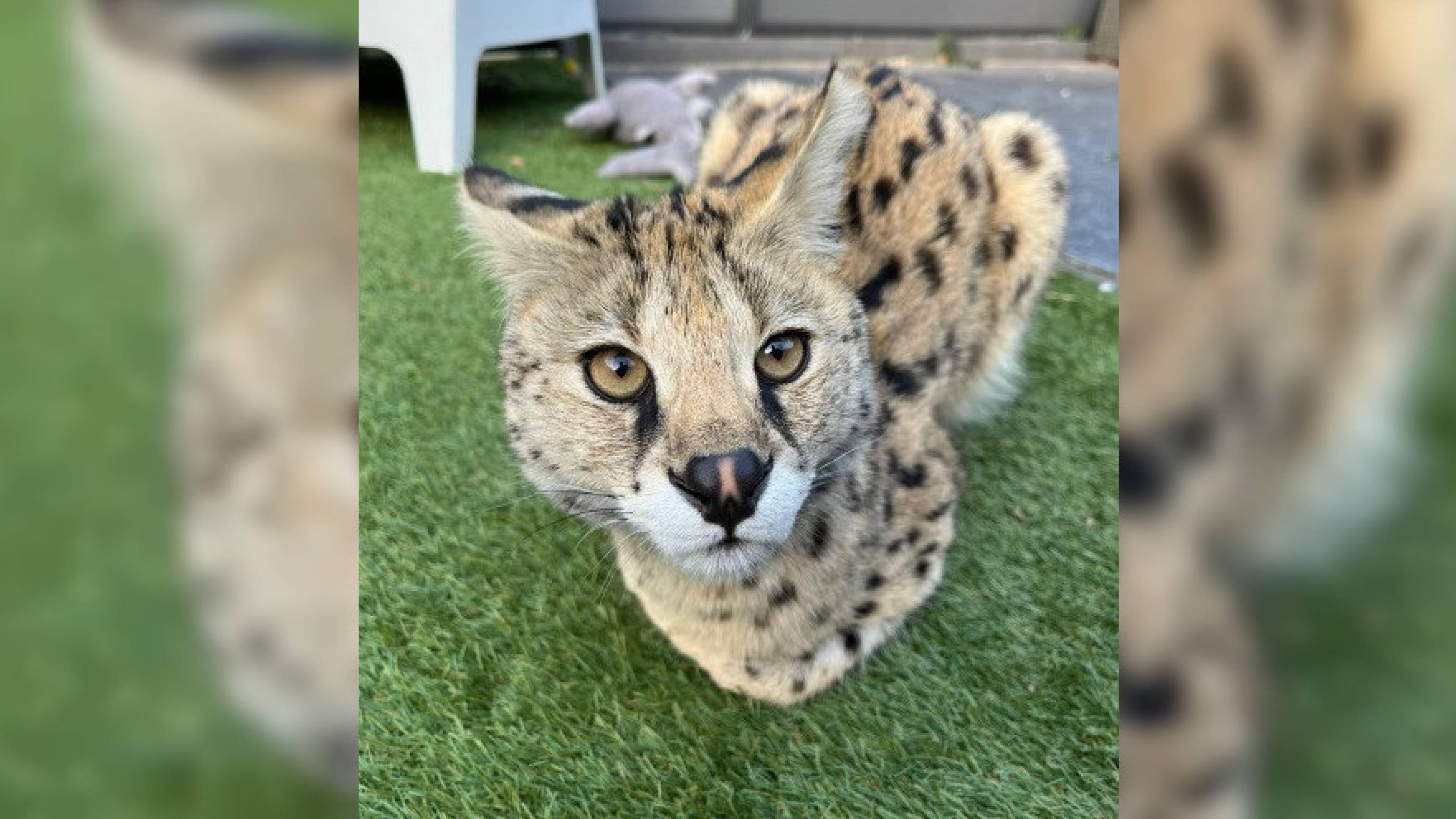 Serval Katt
