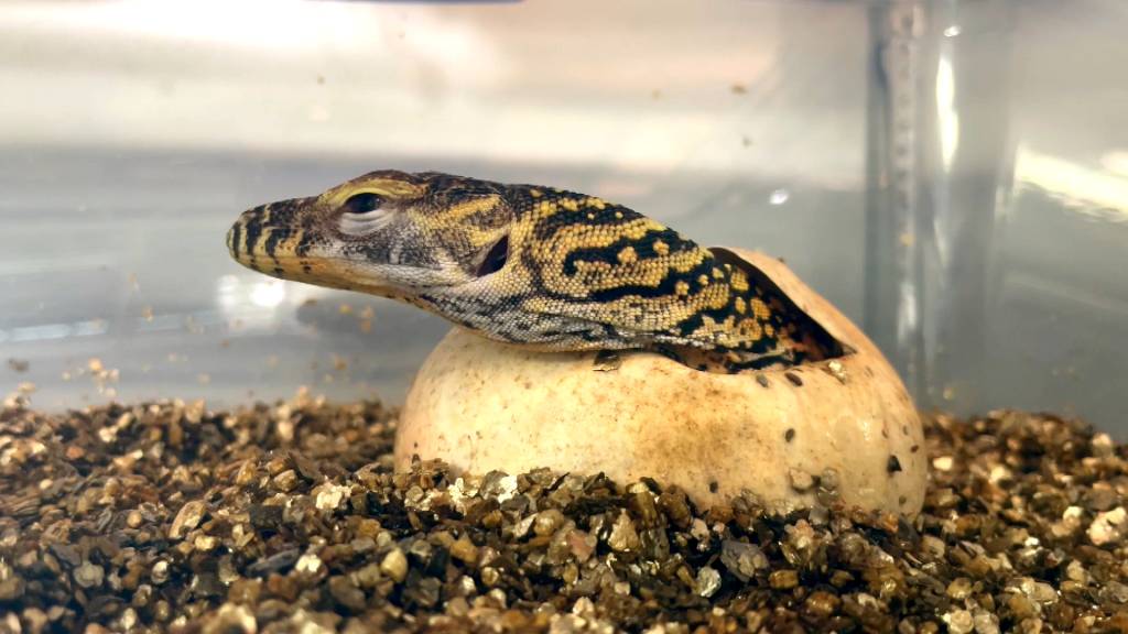 Voor het eerst komodovaraan-baby's geboren in Australië