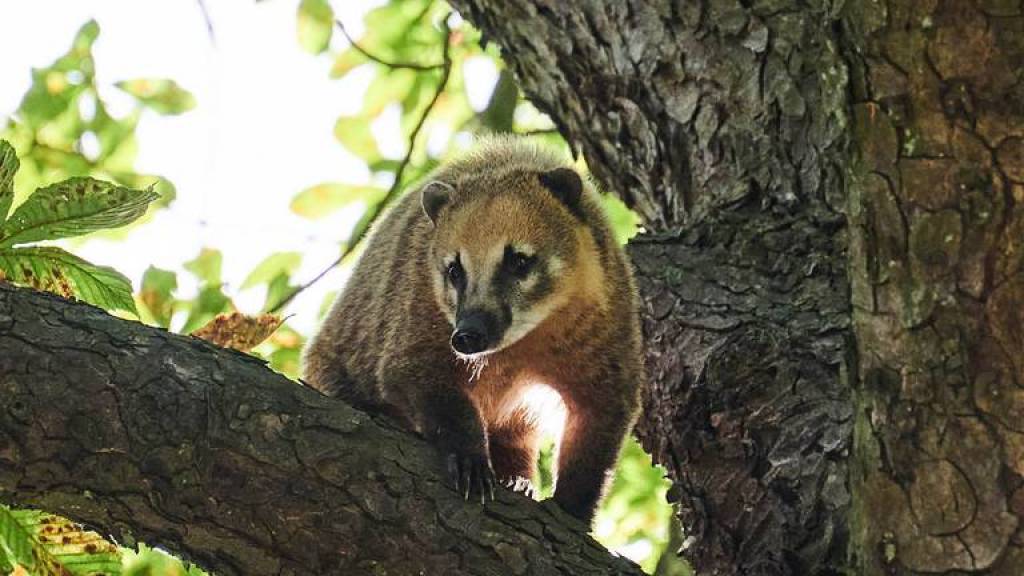 Exotische rode neusbeer die rondliep in Breda gevangen