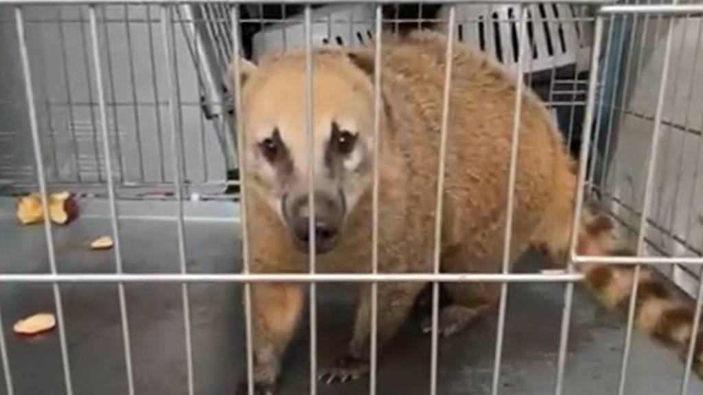 Eindelijk! Rode neusbeer gevangen