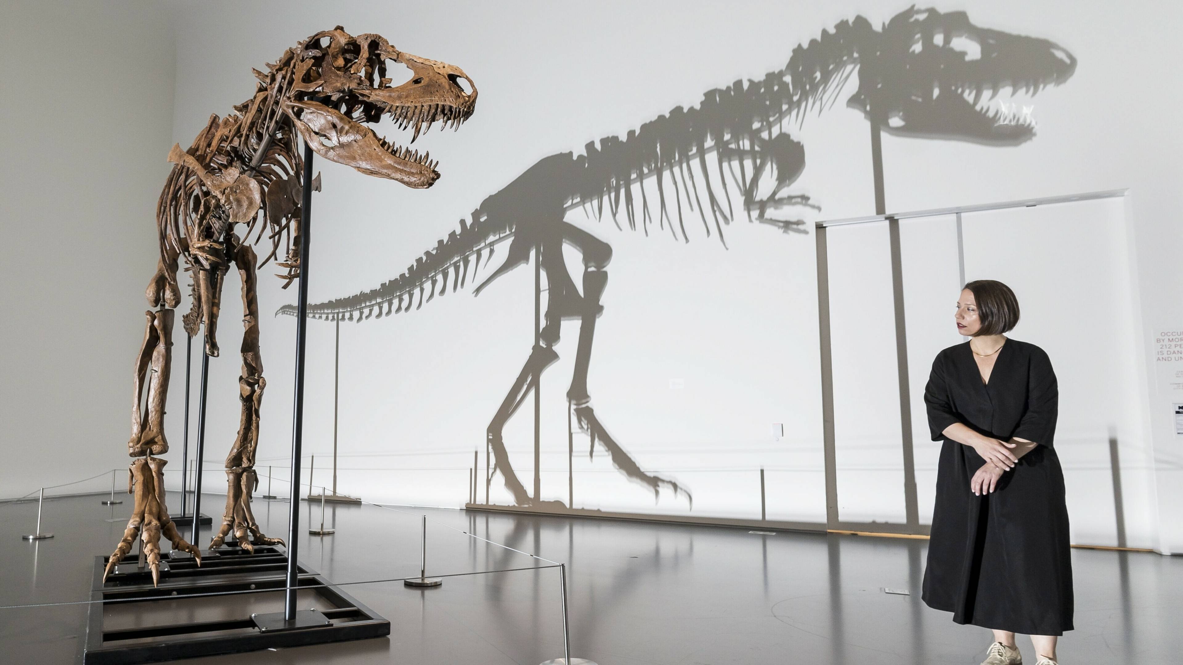 Dioscliosta T Rex PROLOGUE FEATHERED T REX SHOWCASE | Vs Giga & Theri