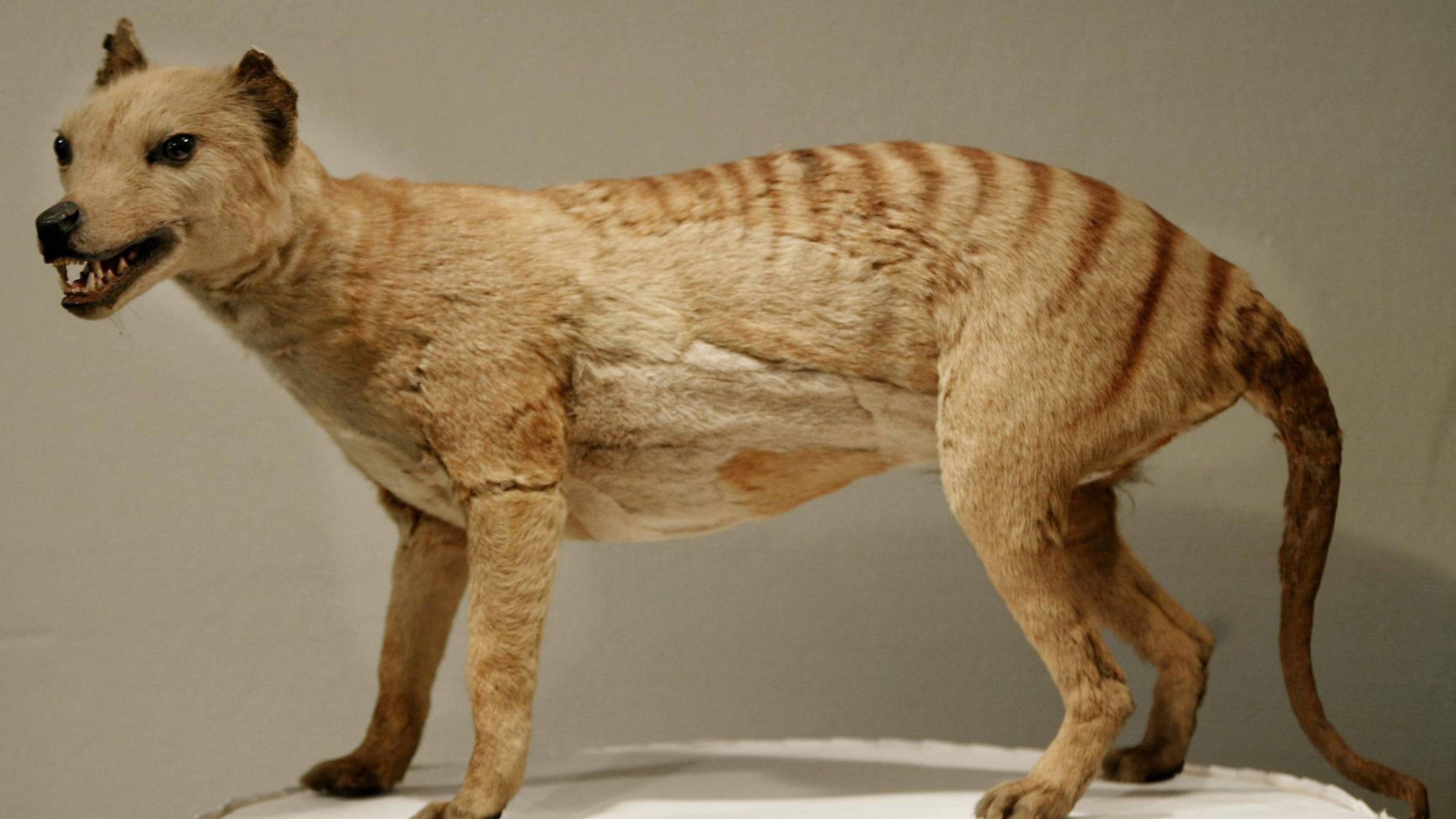Uitgestorven Dieren
