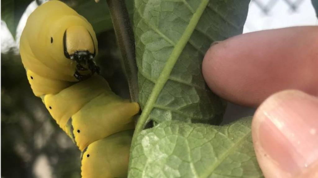 Vrouw vindt enorme rups in de tuin