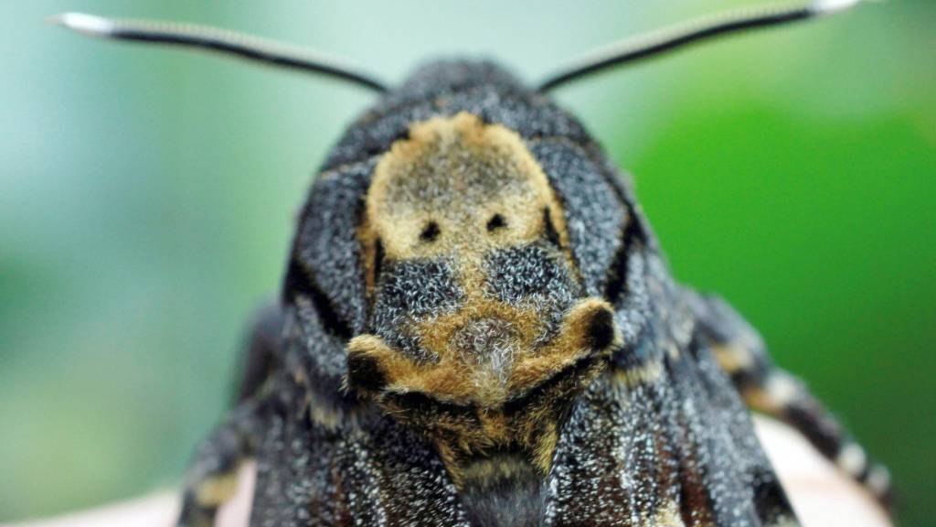 Vrouw vindt enorme rups in de tuin