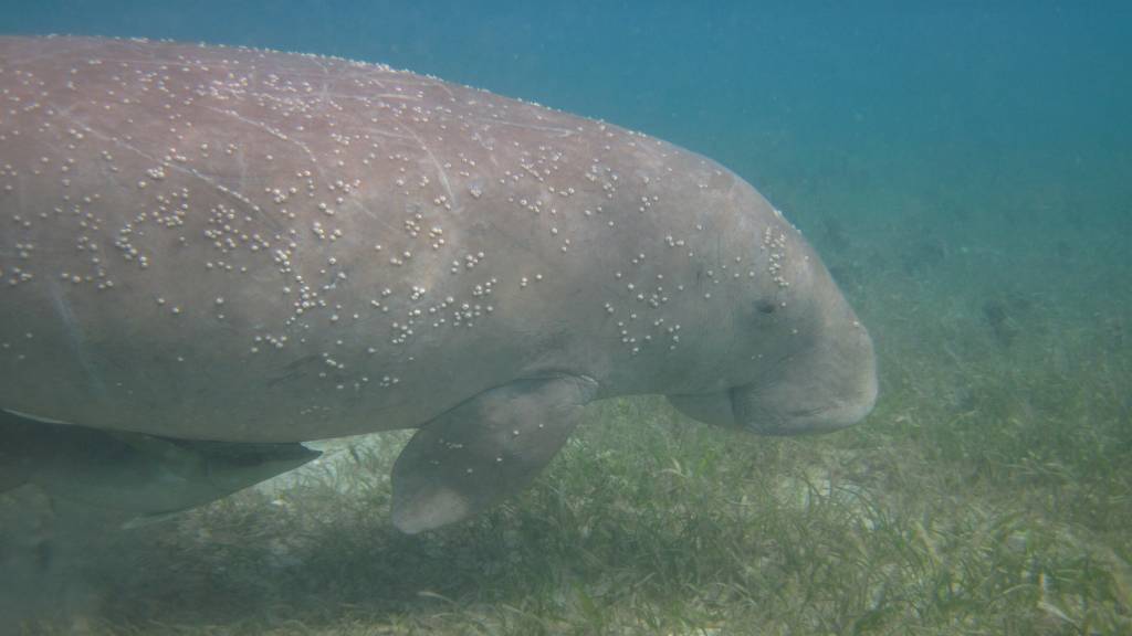 Onderzoekers: 'Indische zeekoe is uitgestorven in China'